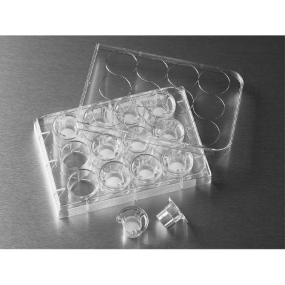 12mm Transwell with 3.0um Pore | 3402 | CORNING | SLS