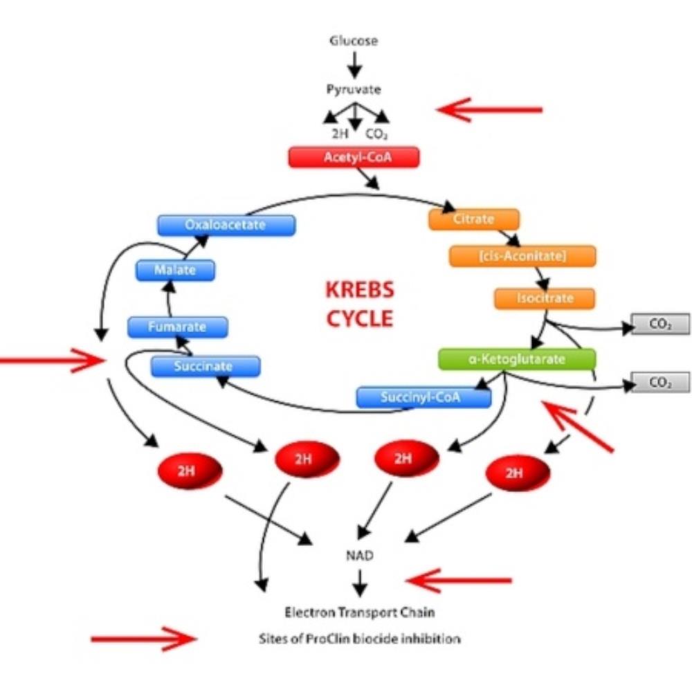 ProClin 300, CMIT MIT 3%, matr | 48915-u | SIGMA-ALDRICH | SLS