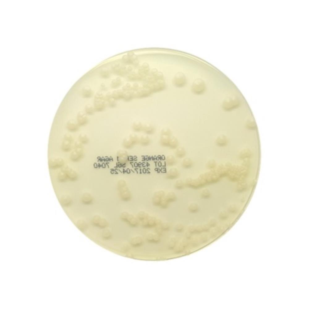 SGL Orange Serum Agar; 90mm Pl | 7040 | SOUTHERN GROUP LABORATORY | SLS