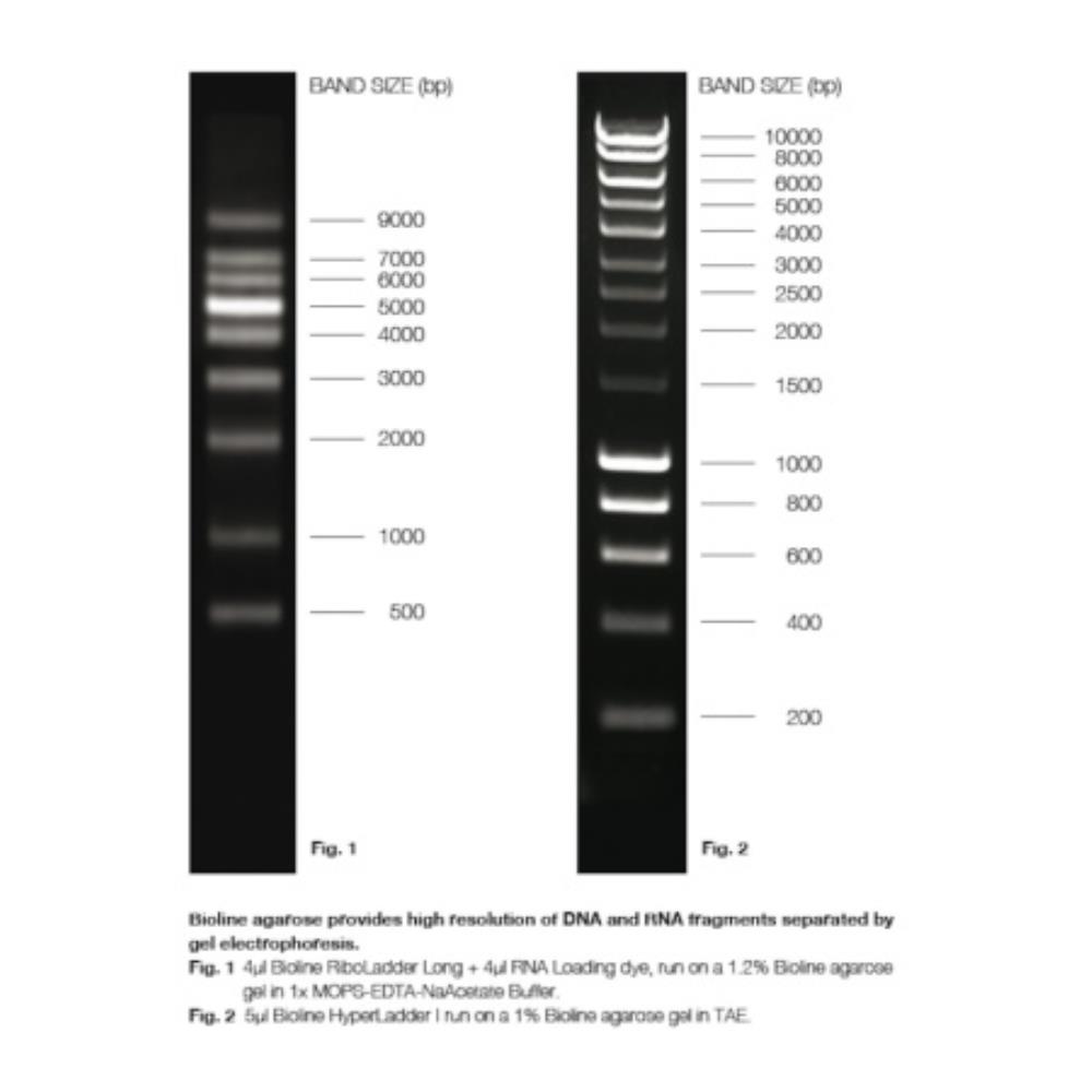 Meridian Bioscience Agarose Mo | BIO41025 | MERIDIAN BIOSCIENCE | SLS
