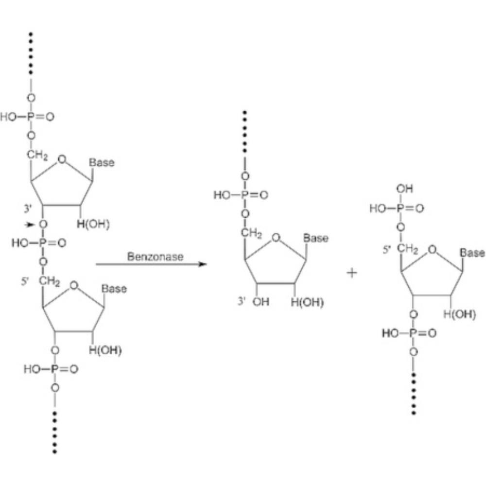 Benzonase Nuclease, >=250 unit | E1014-25KU | MILLIPORE | SLS