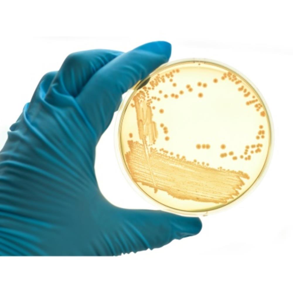 Thermo Scientific Oxoid Agar B | LP011B | OXOID | SLS