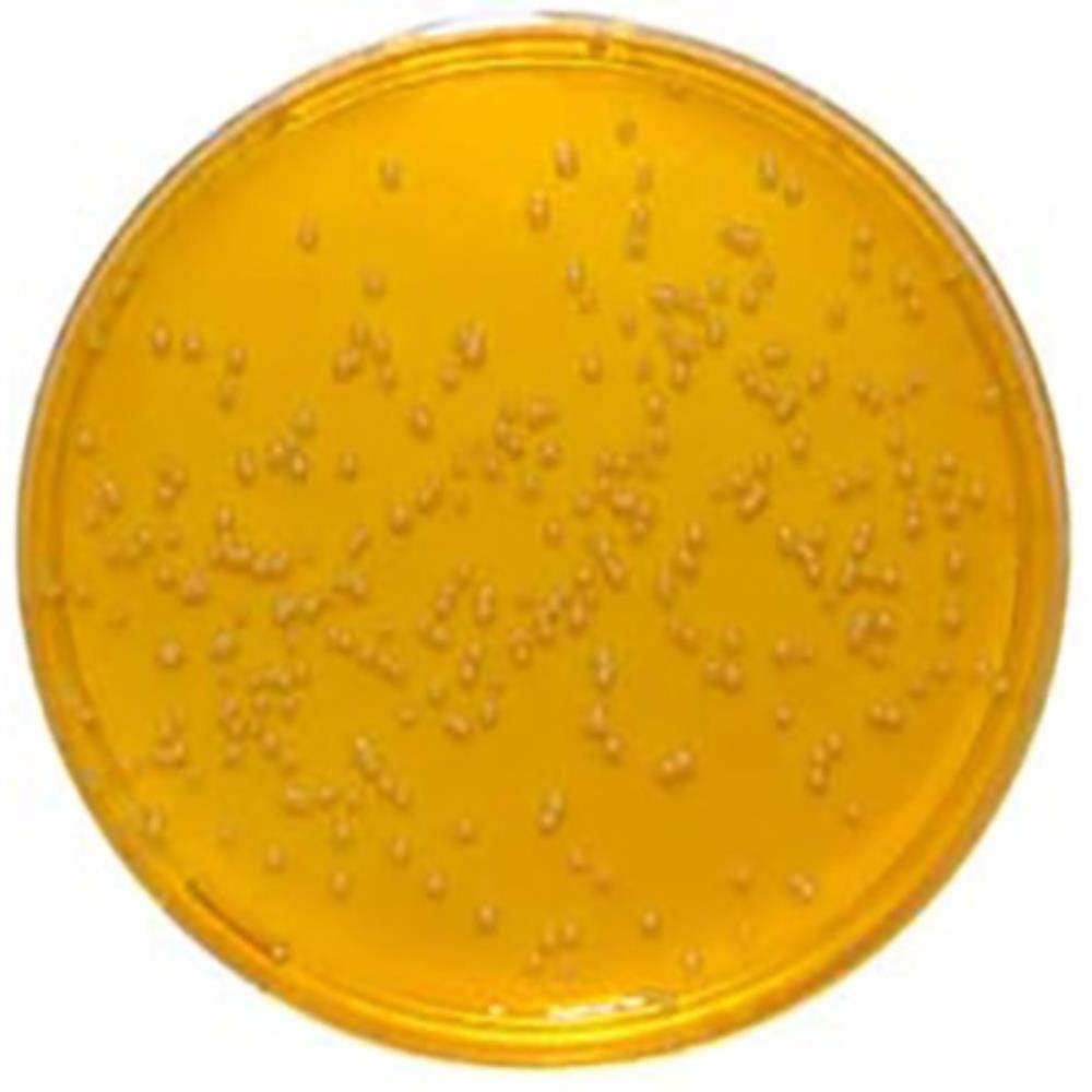 E+O Labs Dermatophyte Test Med | MED1163 | EO LABS | SLS