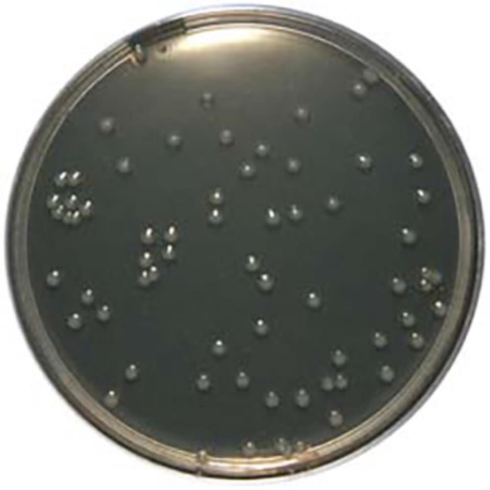 EO Labs Columbia Agar - 10 x 9 | MED1164 | EO LABS | SLS
