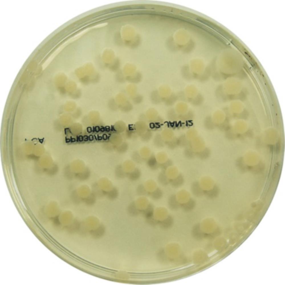 EO Labs Plate Count Agar (Stan | MED1228 | EO LABS | SLS