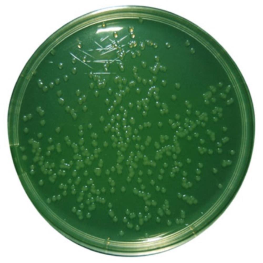 E+O Labs Pseudomonas Agar with | MED1232 | EO LABS | SLS