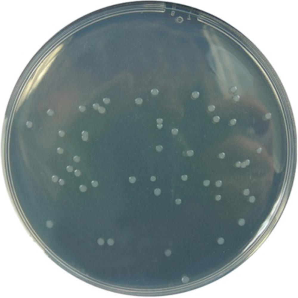 EO Labs R2A Agar - 10 x 90mm P | MED1242 | EO LABS | SLS