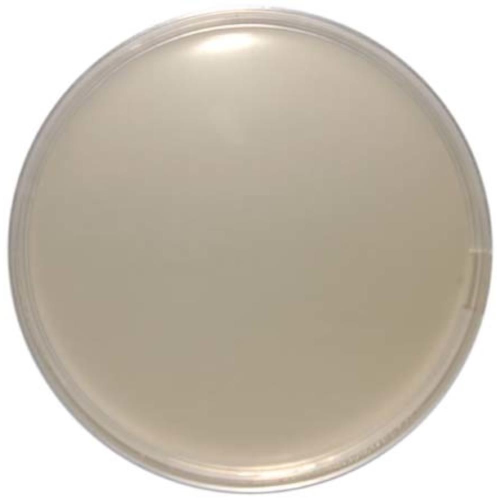 EO Labs Sab.Dex w Chlor.-Doubl | MED1266 | EO LABS | SLS