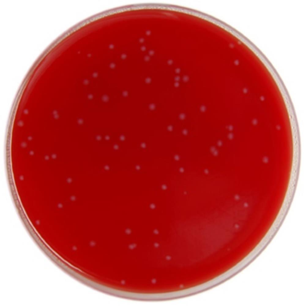 EO Labs Fastidious Anaerobe Ag | MED1288 | EO LABS | SLS