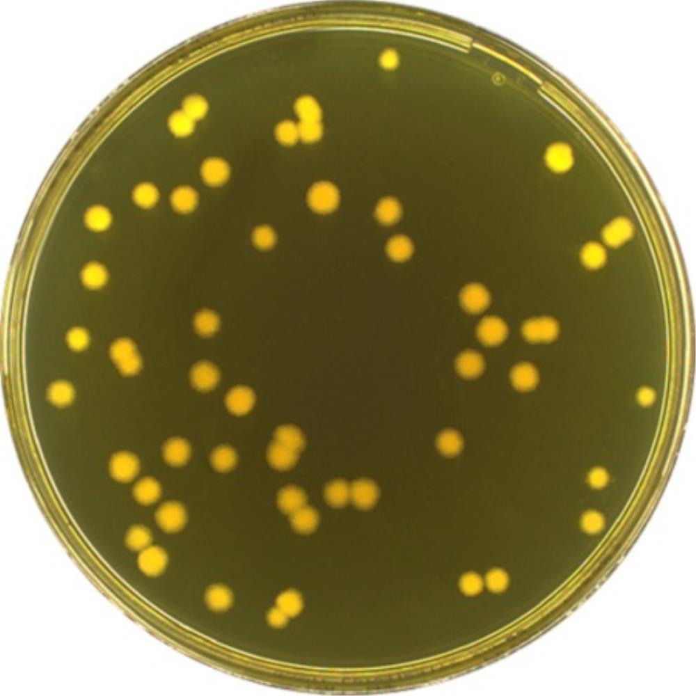 E+O Labs Tryptone Soya Agar (I | MED1296 | EO LABS | SLS