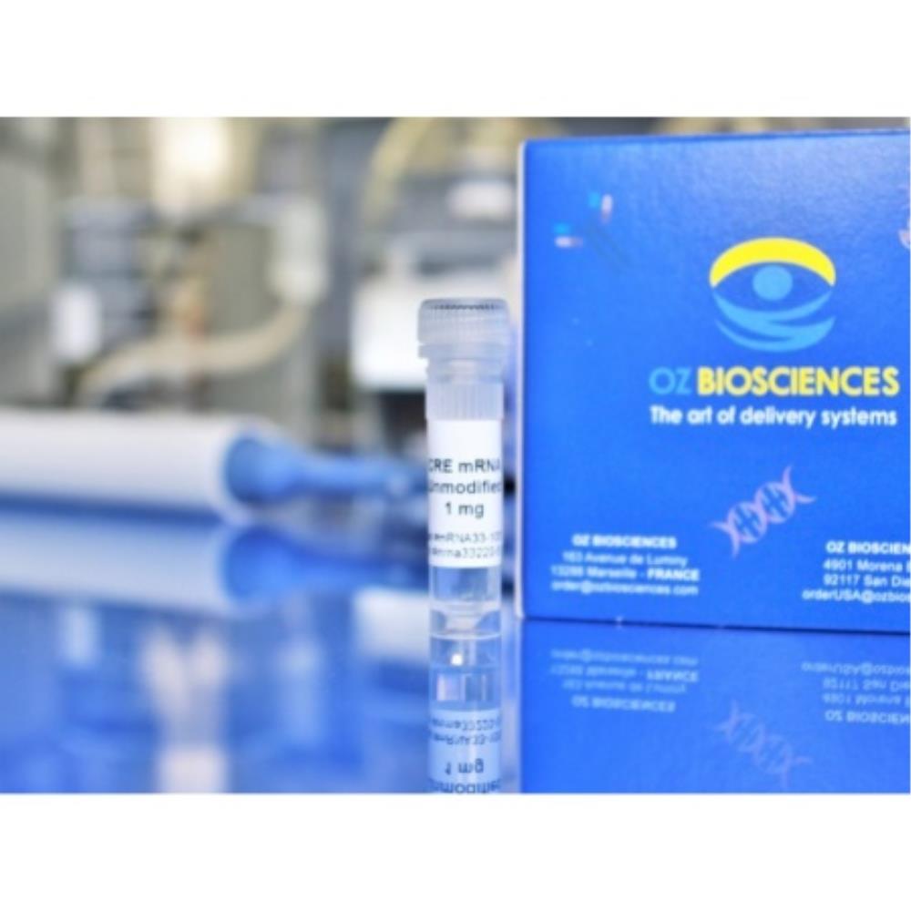 Oz Biosciences CRE Gene Editin | MRNA33-100 | OZ BIOSCIENCES | SLS