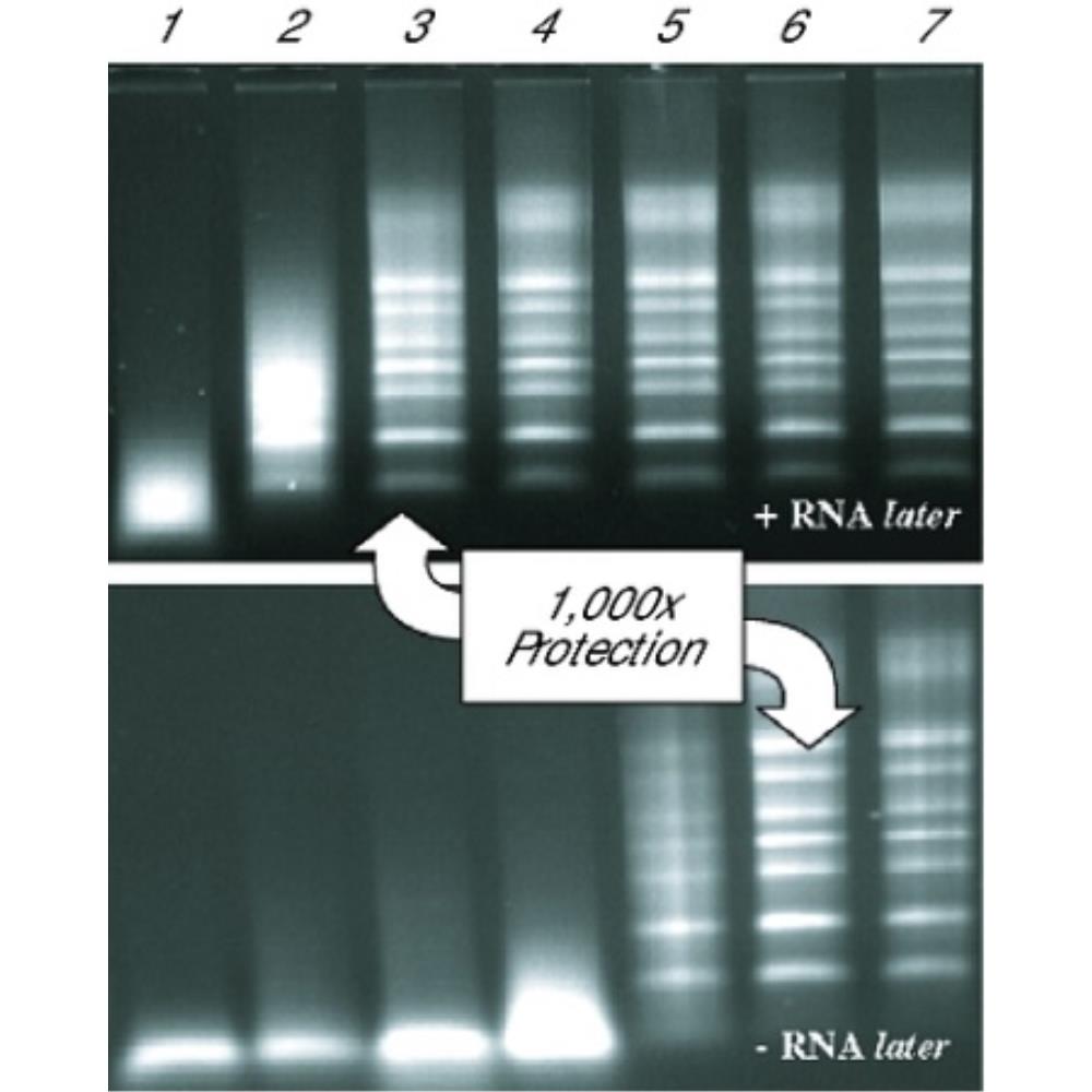 Rnalater | R0901-500ML | SIGMA-ALDRICH | SLS